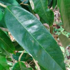 Durian Leaf Classification Model by Sorravit