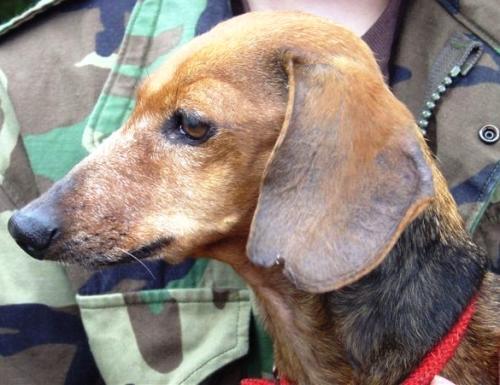 Cat Vs Dogs Object Detection Model by tayburton