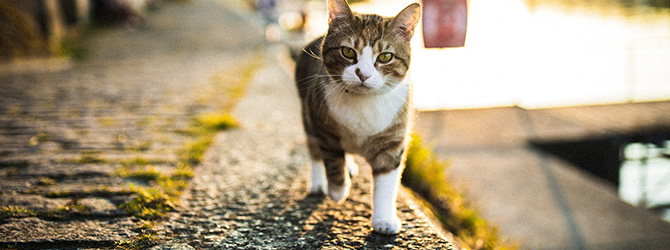 Rear Collision Avoidance Warning System Object Detection Model By Rear Collision Detection