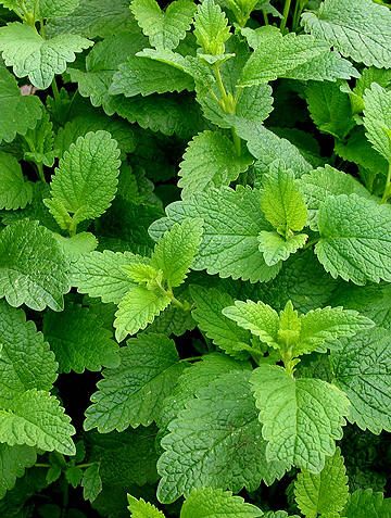 Custom Workflow 2 Object Detection Object Detection Dataset by deneme