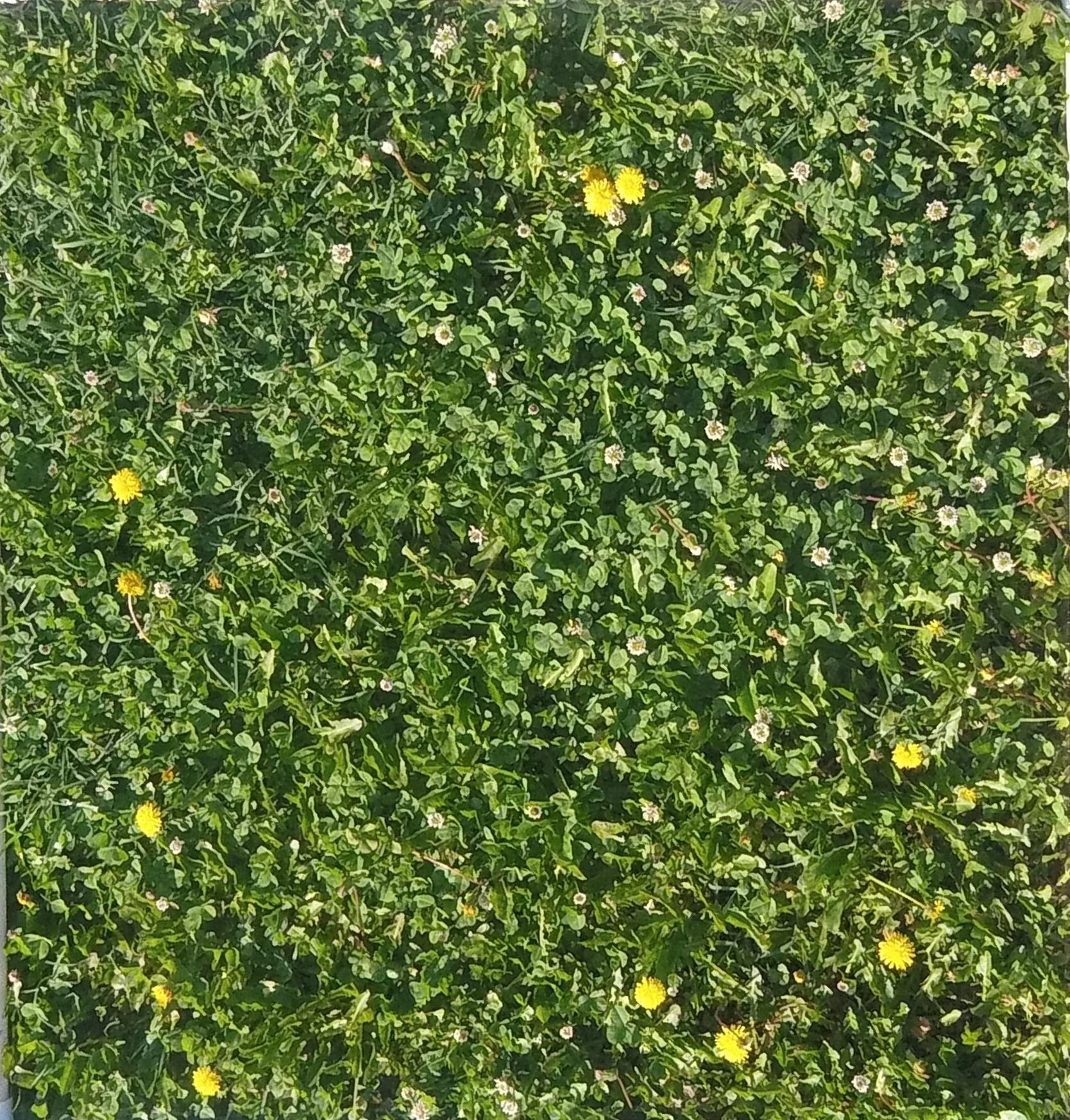 Ai in Ag Object Detection Dataset and Pre-Trained Model by AI in Ag