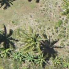 Multiple tree detection Object Detection Dataset by Cuboid