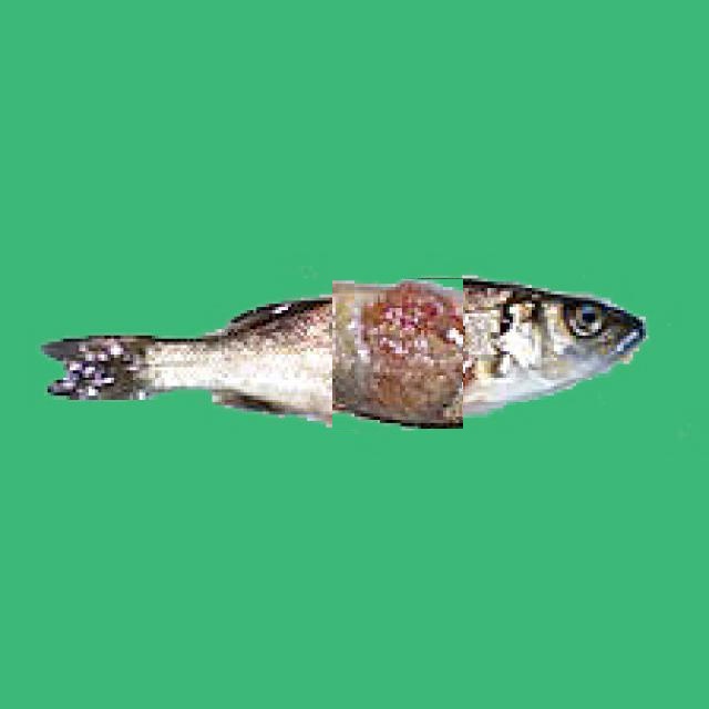 fish-disease-object-detect Object Detection Dataset by crackdetection