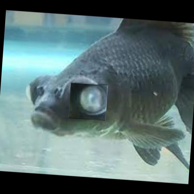 Multiple Fish Disease Object Detection Dataset and Pre-Trained Model by ...