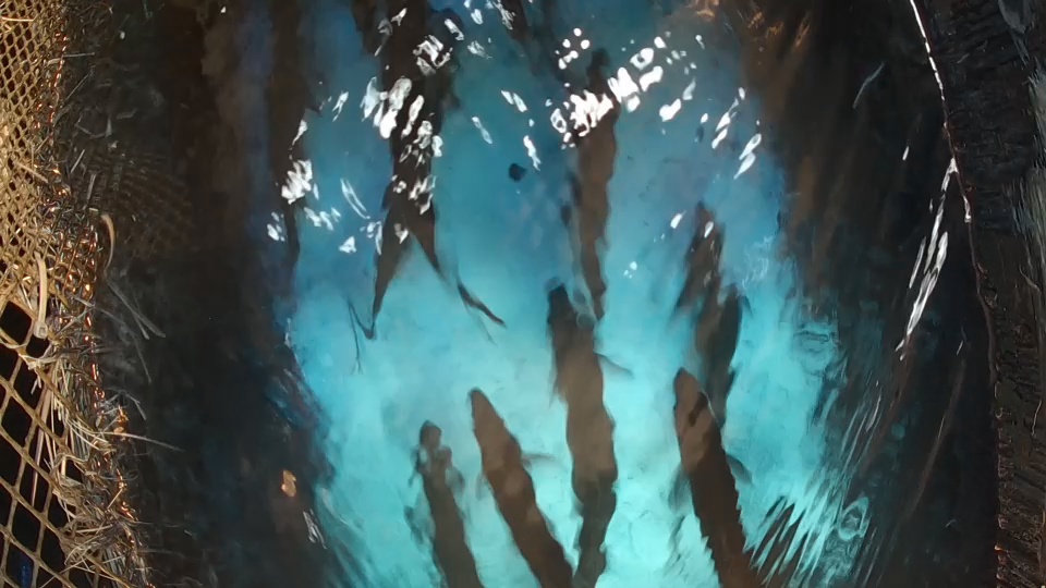 yolact_images3 Instance Segmentation Dataset by new-workspace-lm2vr