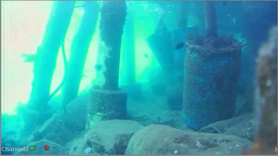 Dolphin Detector Object Detection Dataset And Pre Trained Model By