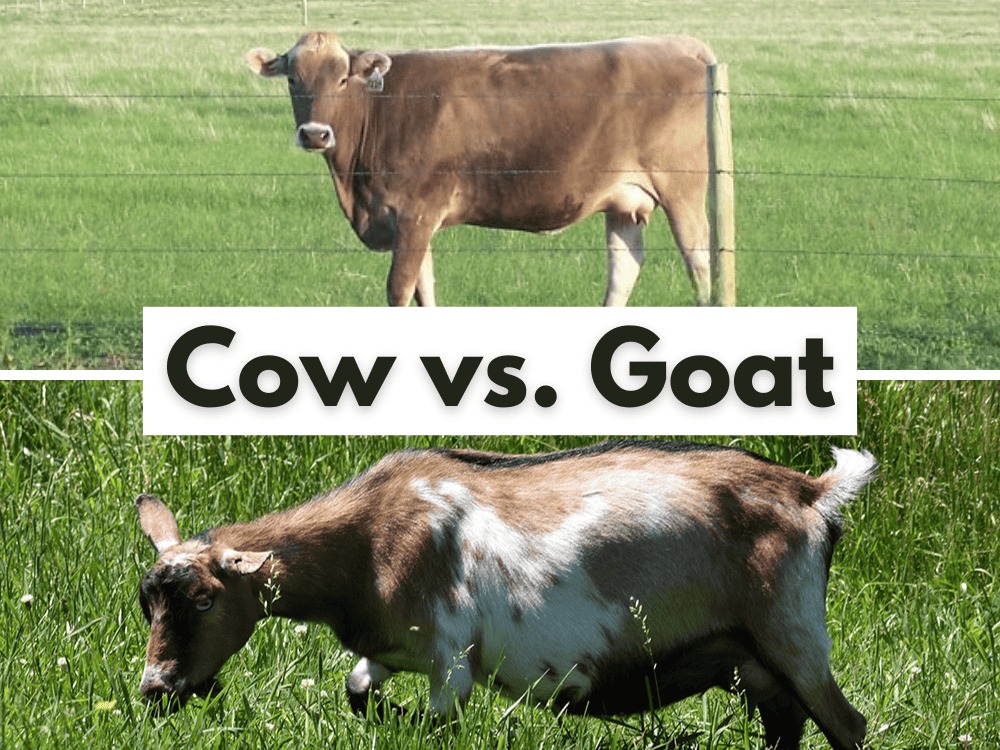 cattle+goat Object Detection Dataset by Miniproject