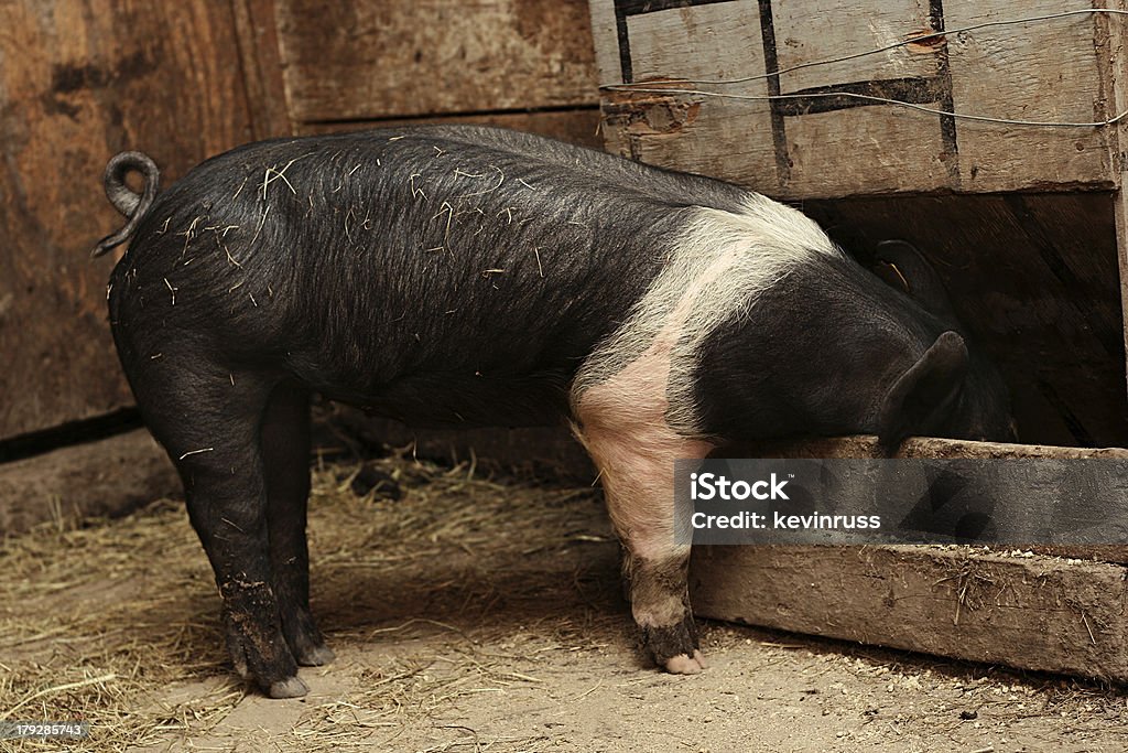 detect pig Instance Segmentation Model by farm pig
