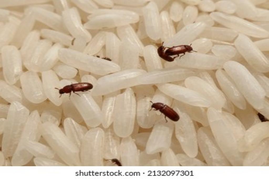 Binary (binary-pbd7o) - Roboflow Universe