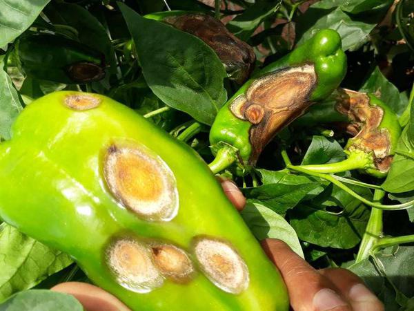 Crop health assessment Instance Segmentation Model by Finalsegment