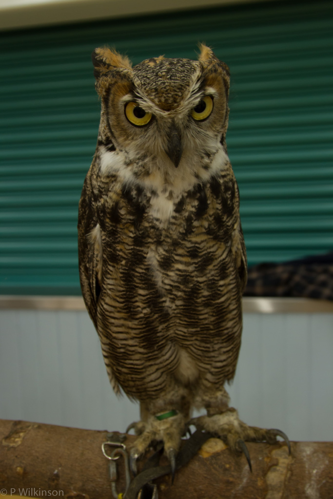 Tutorial (tutorial-pmduu) - Roboflow Universe