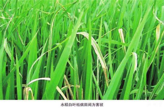 bbb Object Detection Dataset by danghuyvms@gmail.com