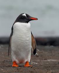 Penguin Species Object Detection Dataset and Pre-Trained Model by TEST
