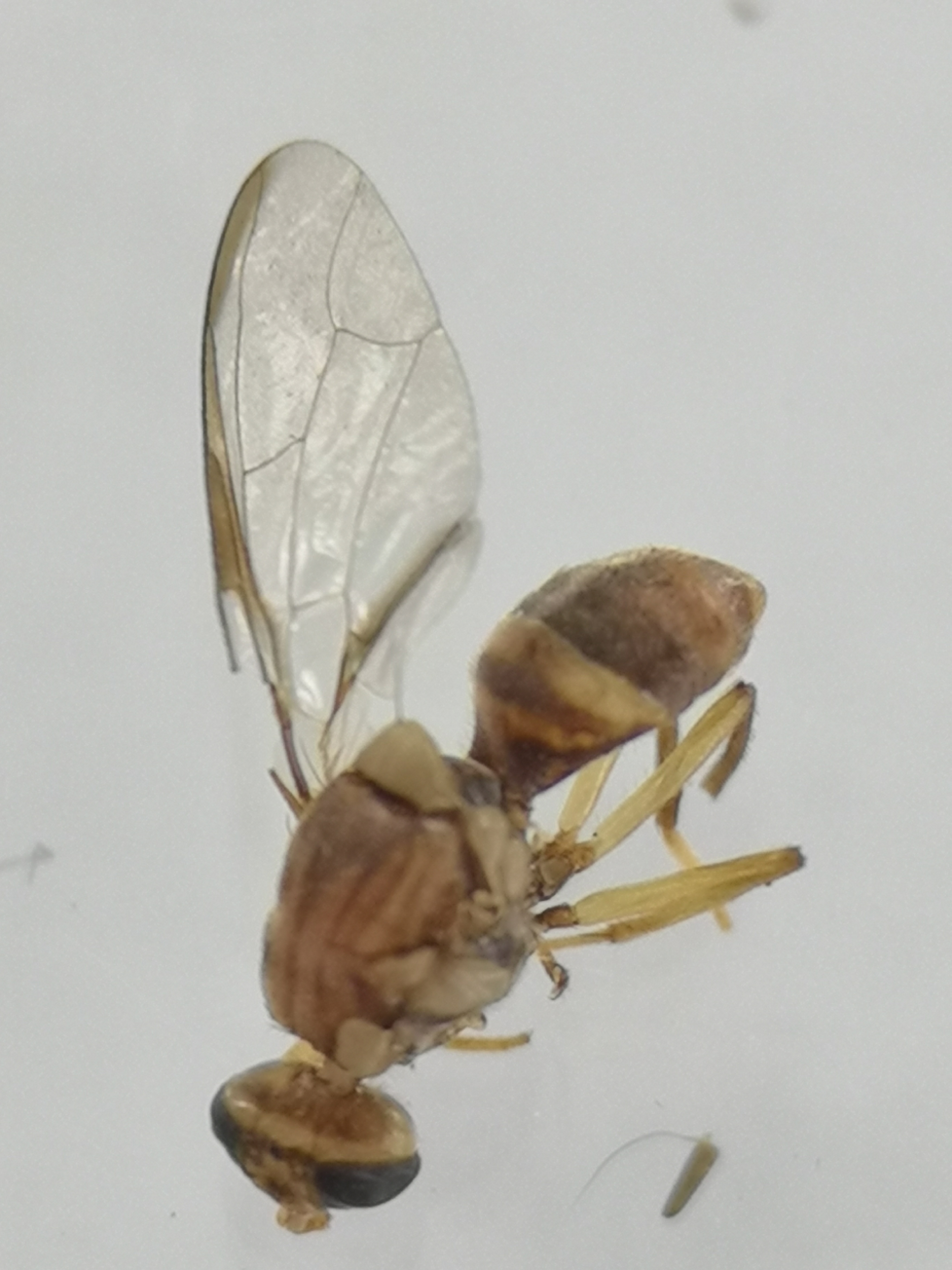 Pest Classification Classification Dataset And Pre Trained Model By