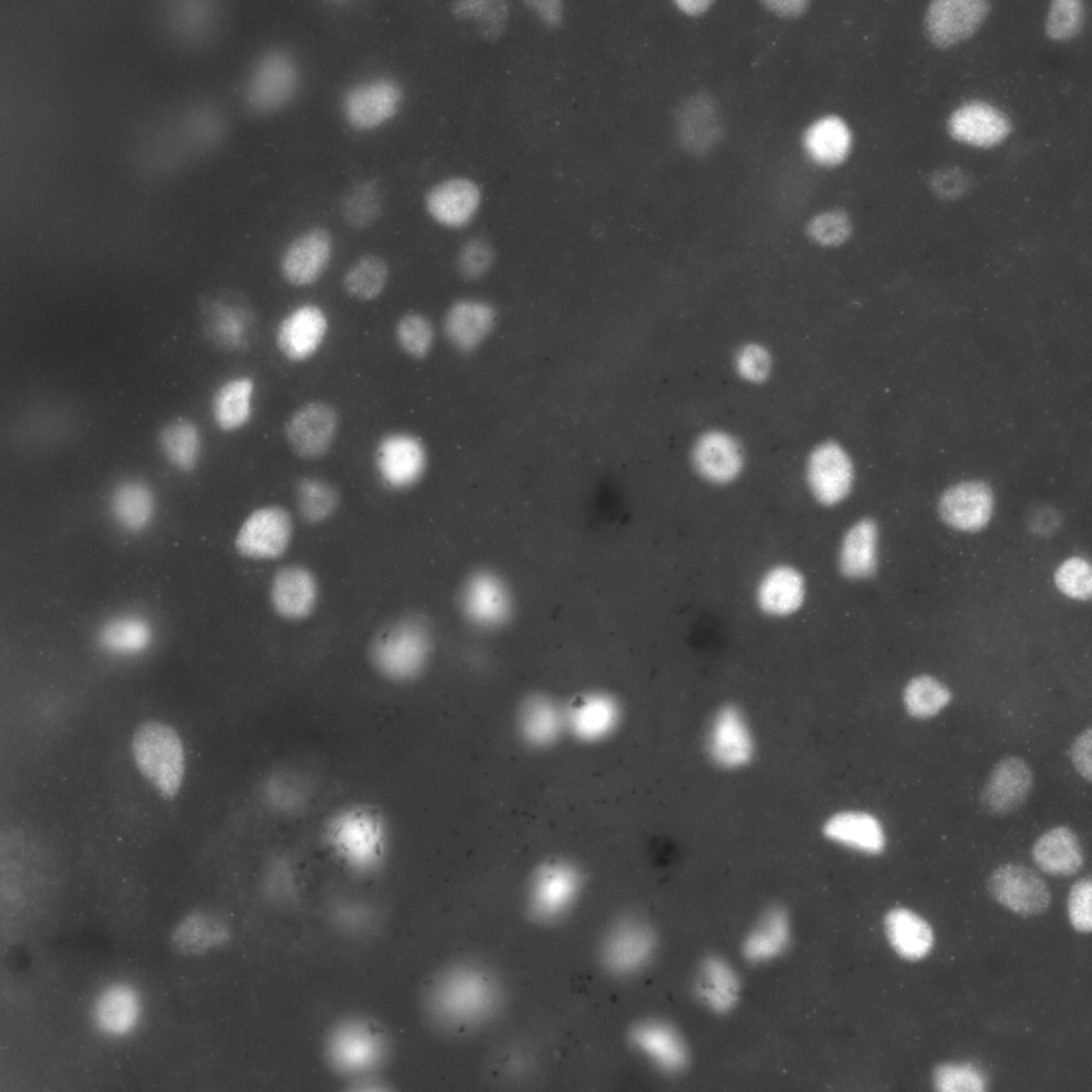 How to Use the RGC Counts Object Detection API