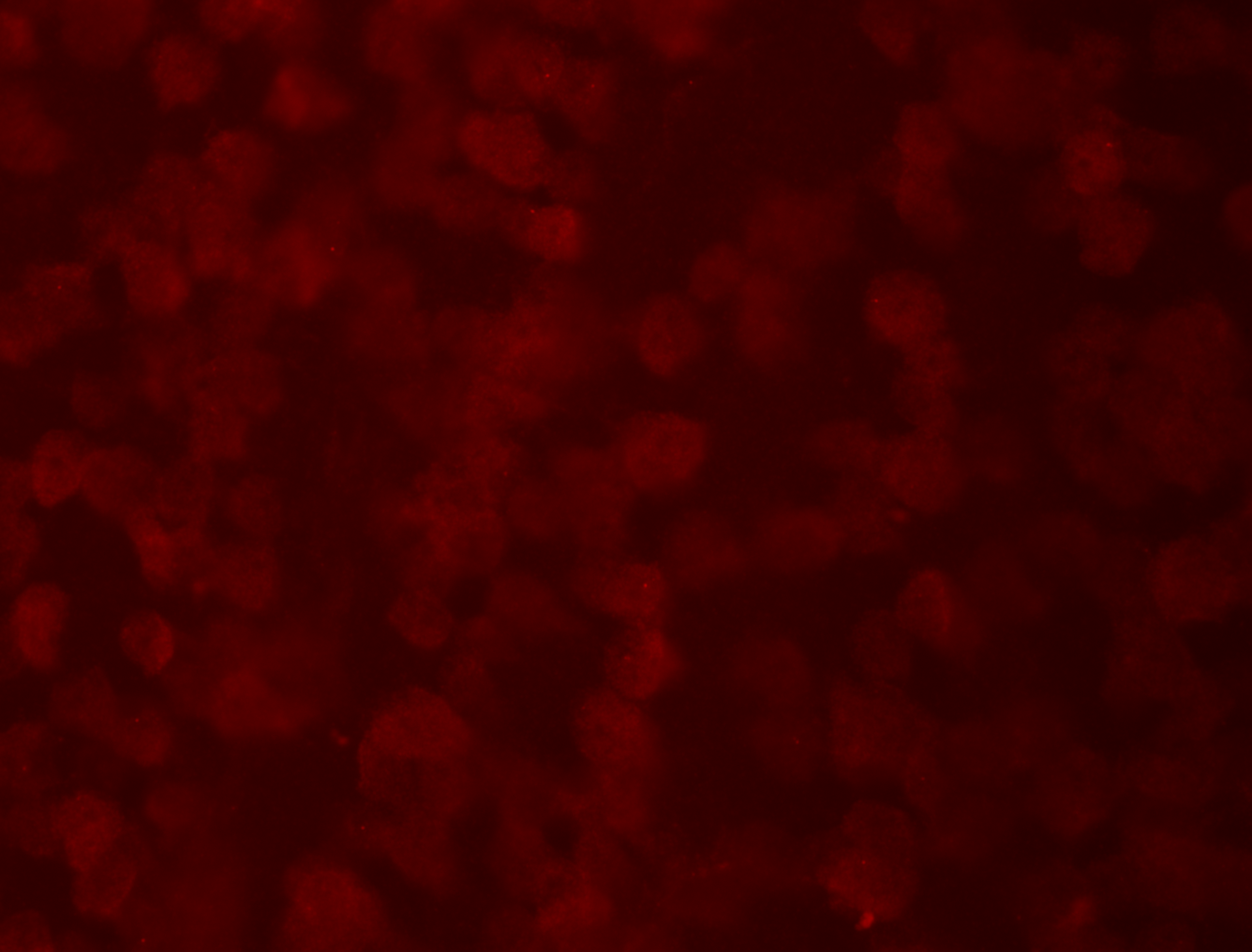 How to Use the RGC Counts Object Detection API