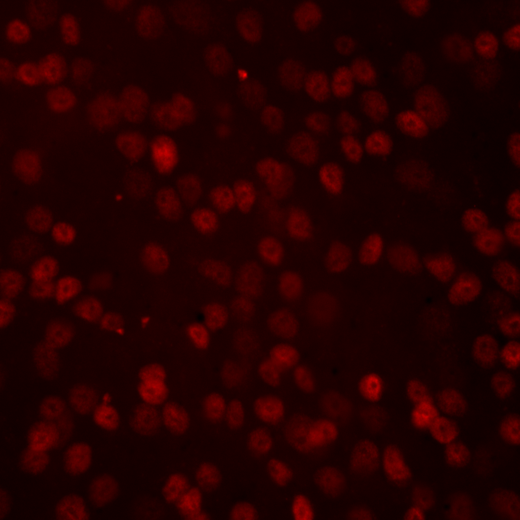 How to Use the RGC Counts Object Detection API