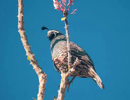 Quail Object Detection Model by 2024 2ndsem Regin D Estorco 3D