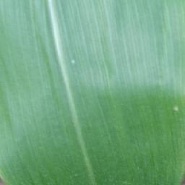 Maize Diseases Segmentation Instance Segmentation Dataset By Plant Disease Detection