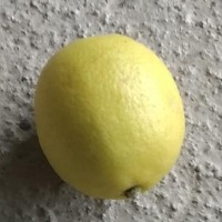 lemon Instance Segmentation Dataset by project-pvw9r