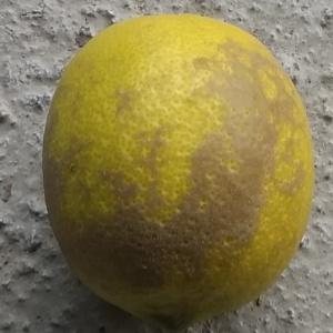 lemon Instance Segmentation Dataset by project-pvw9r