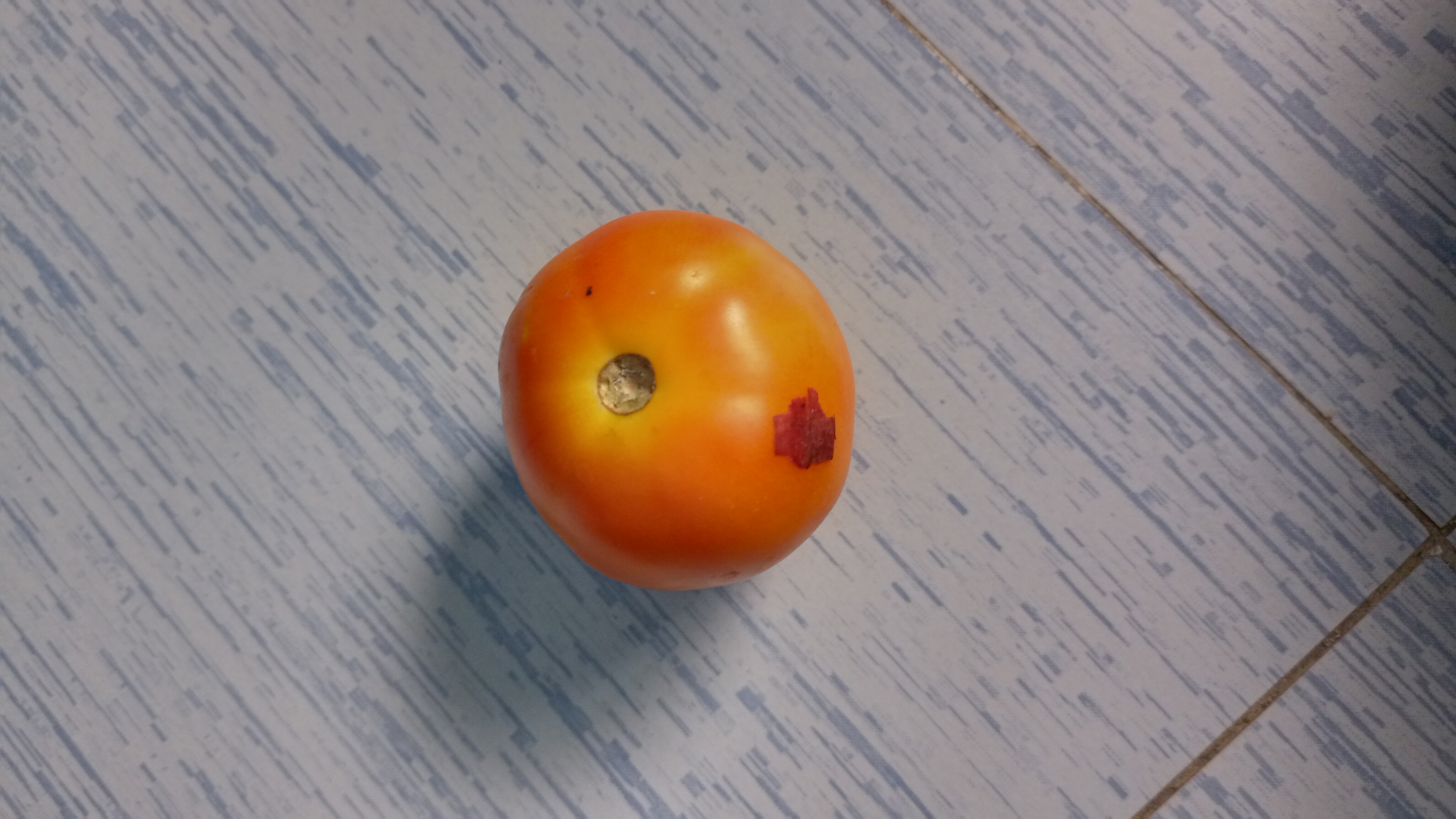 Detection Of Tomato Chili And Weed Object Detection Dataset And Pre Trained Model By Krishibot