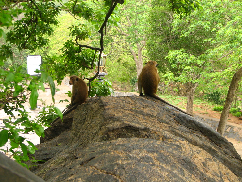 Human And Baboon Object Detection Dataset By Ben