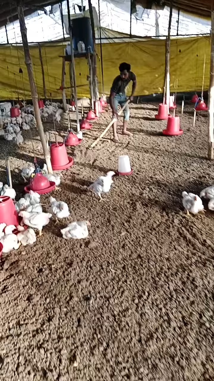 Poultry Litter Detection Object Detection Dataset And Pre Trained Model
