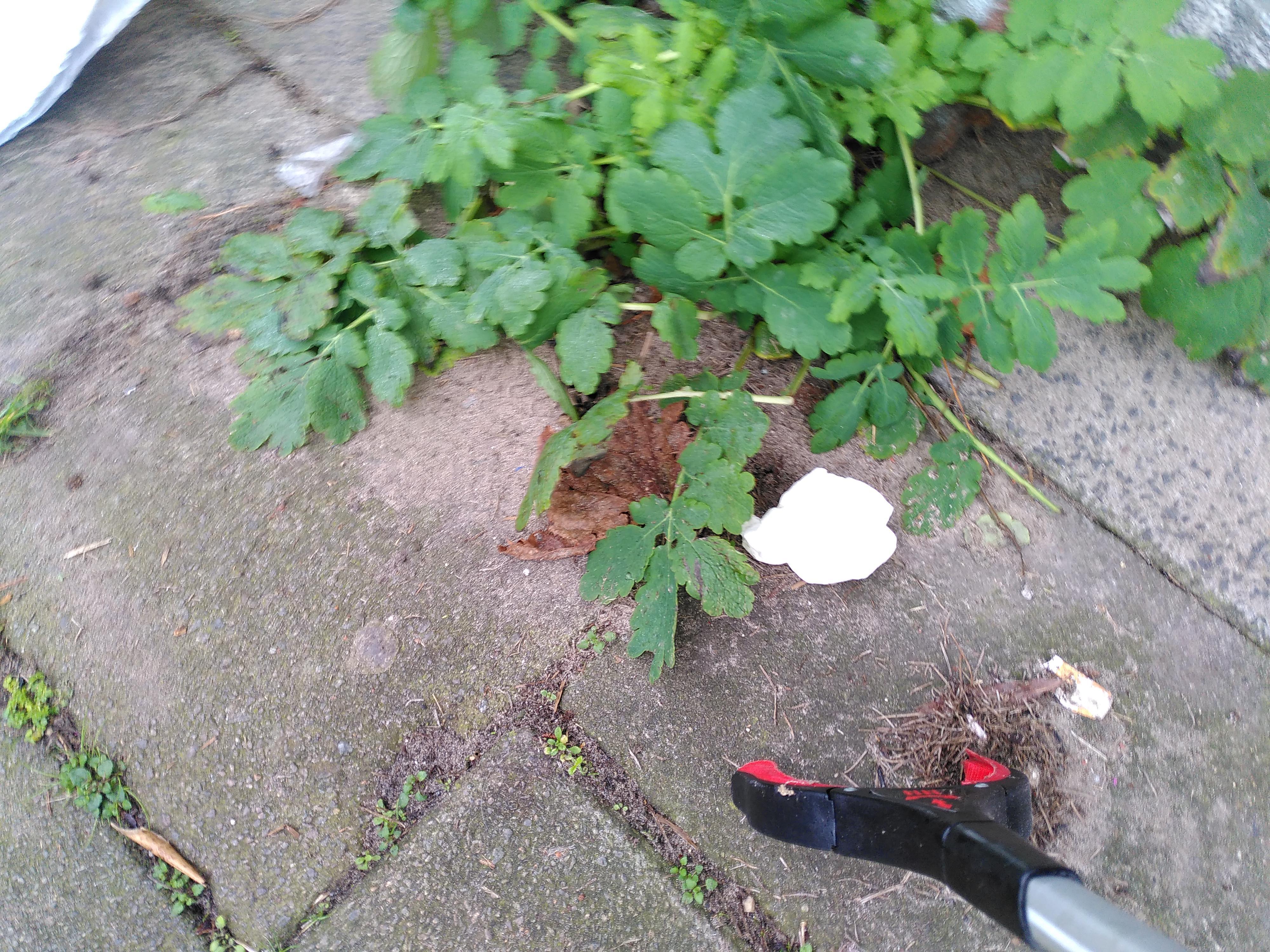 Litter Detection Object Detection Dataset By Litter Detection
