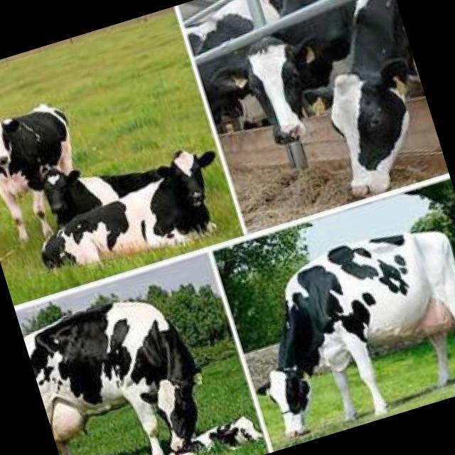 Cattle Weight Detection V1 Object Detection Dataset By Peakyvisionary