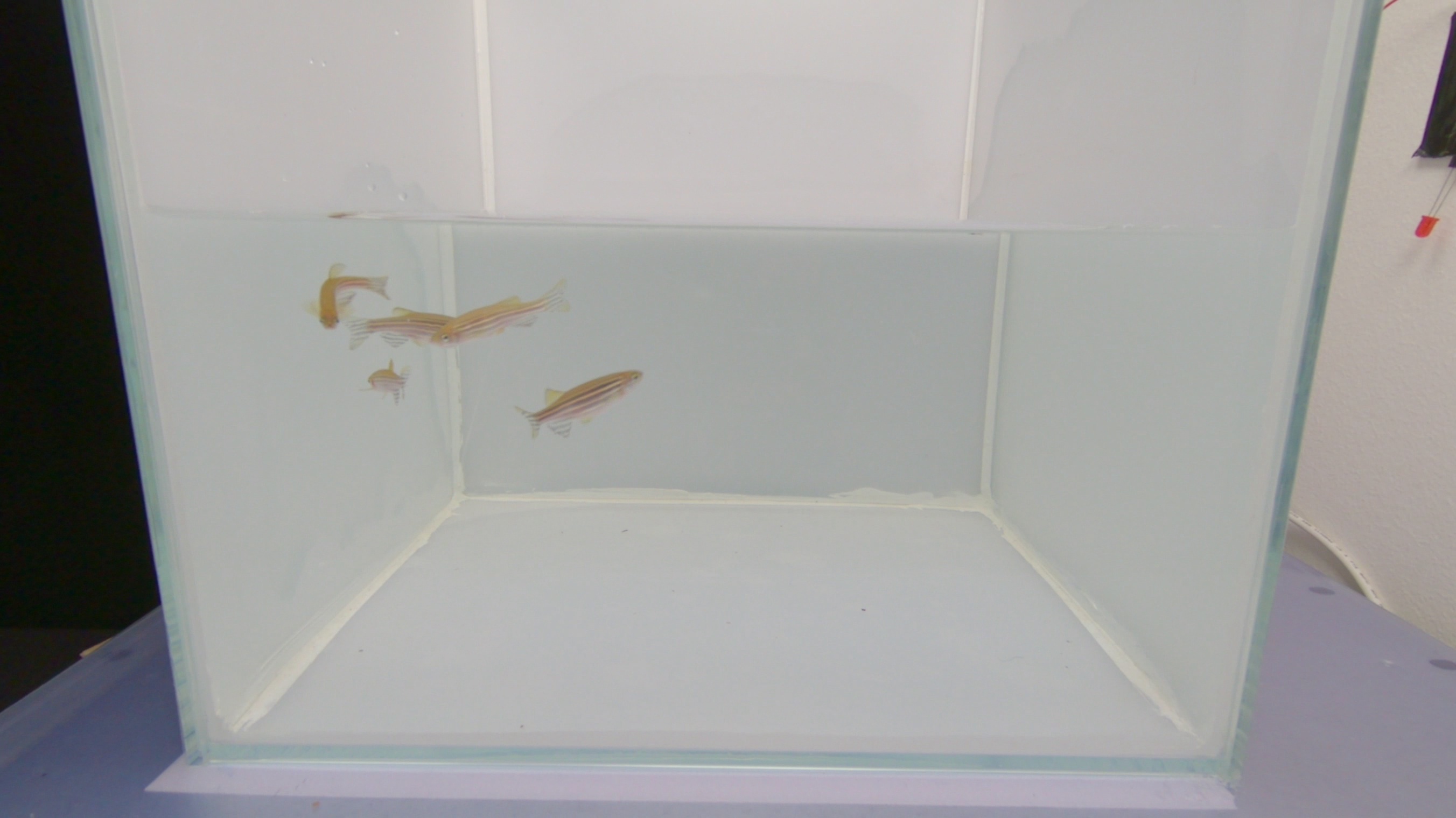 fish_side Object Detection Dataset by fish