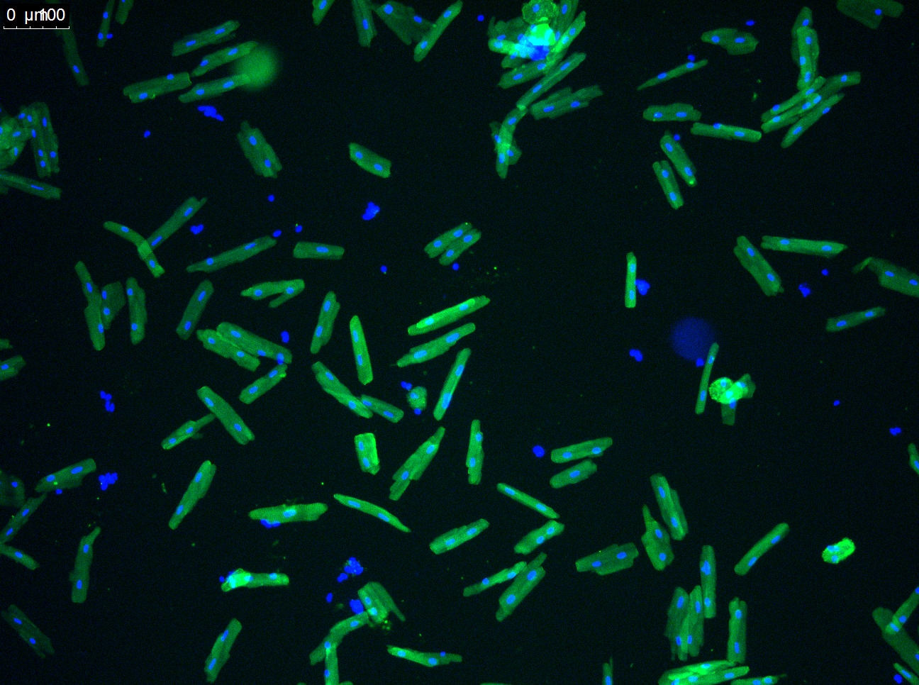 Cell Segmentation Instance Segmentation Dataset And Pre Trained Model By Cellsegmentation