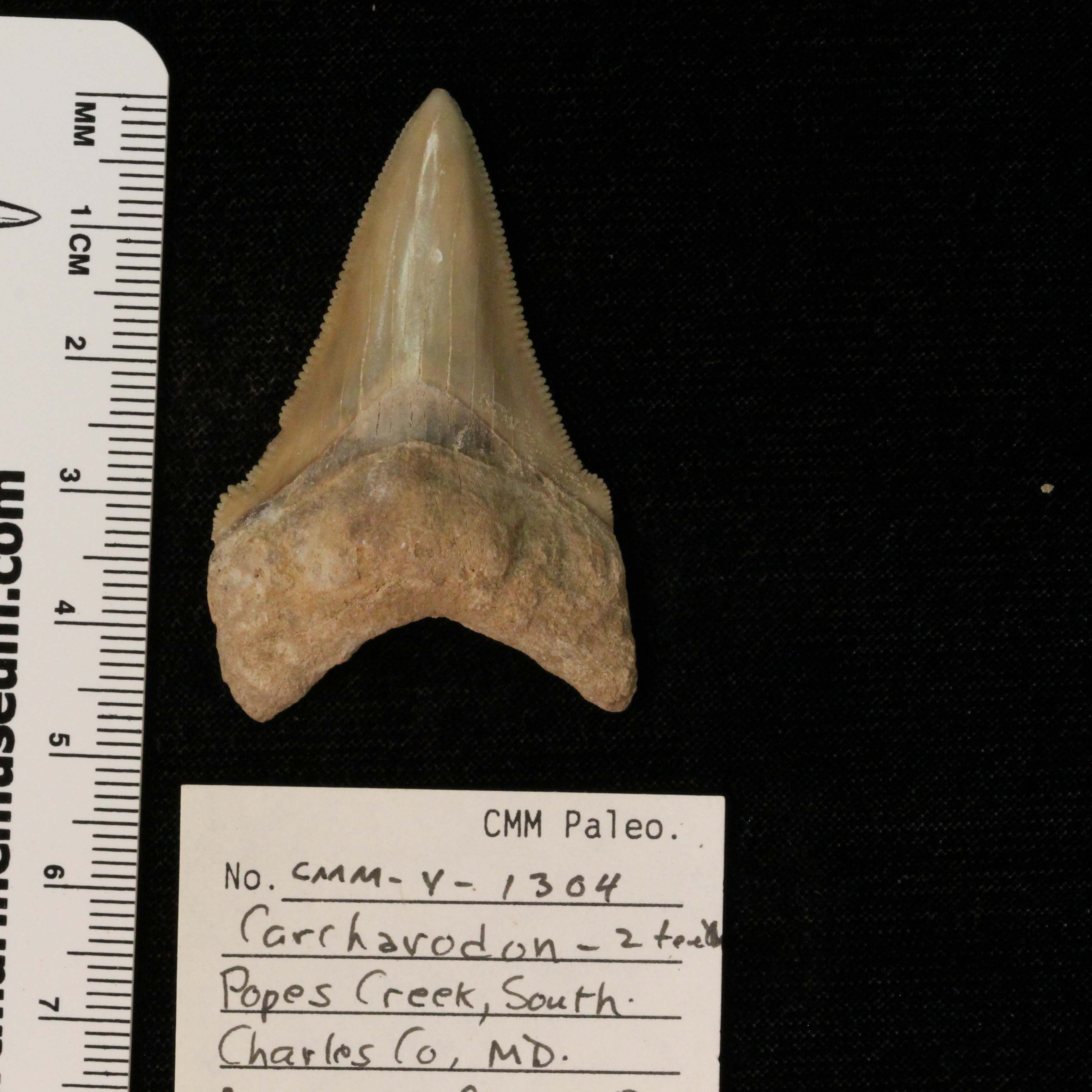 Shark Tooth Model 1 Object Detection Model by Amber Ewings Workspace