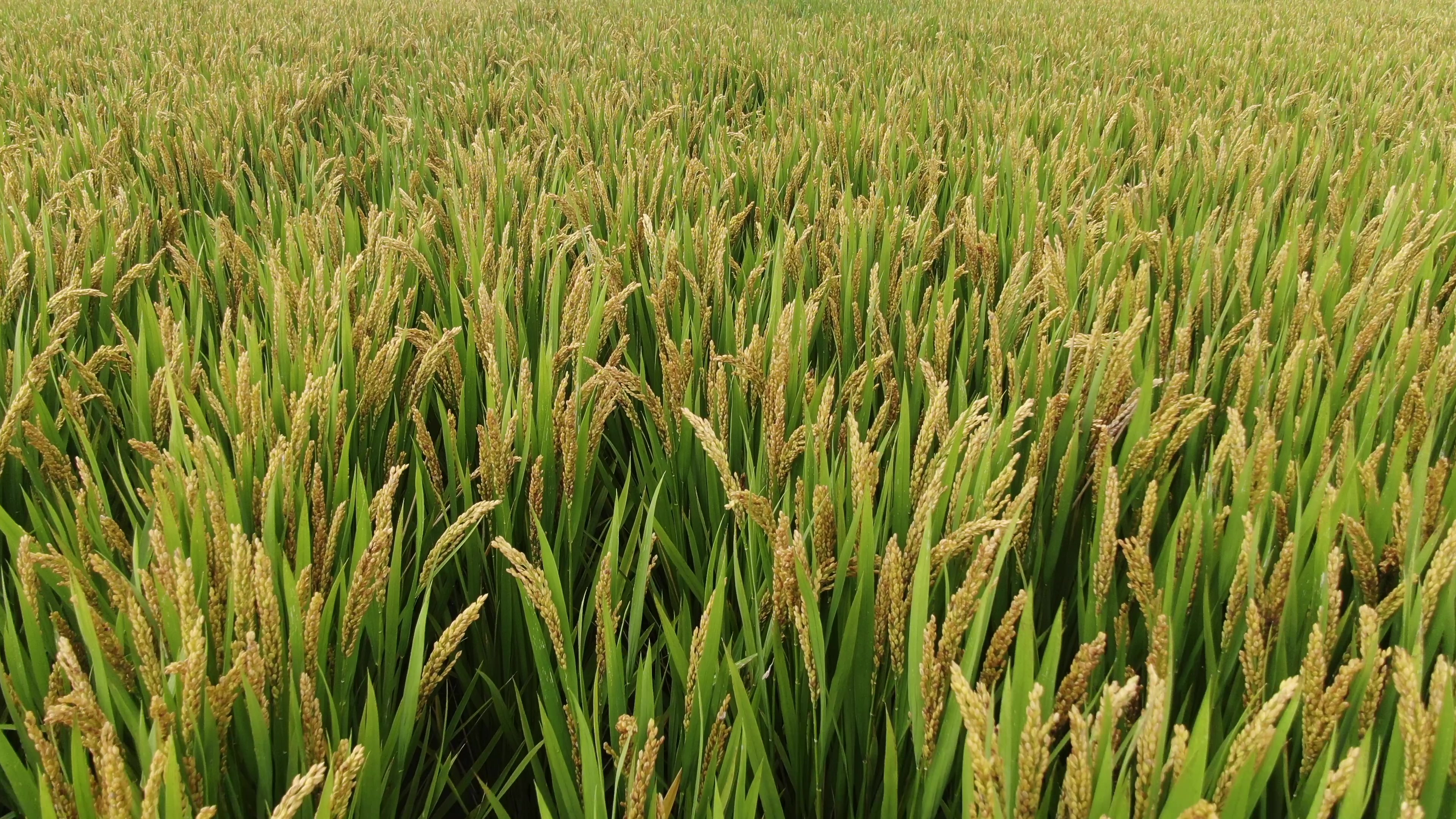 Rice Detection Object Detection Model by Rice