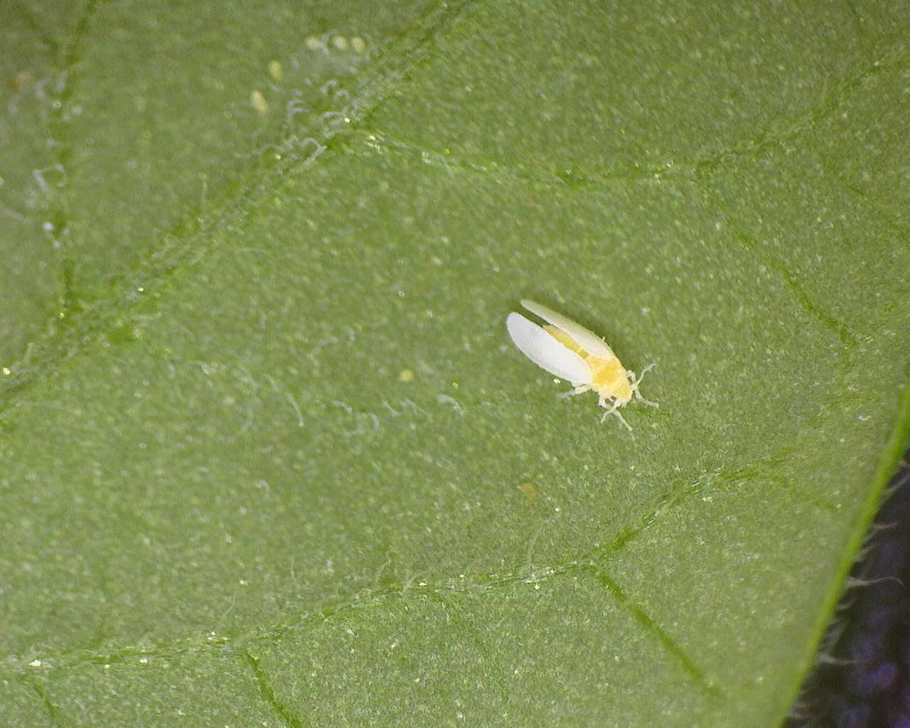 bug_detection_b1 Instance Segmentation Dataset by JBNU