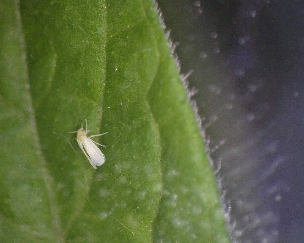 bug_detection_b0 Object Detection Dataset by JBNU