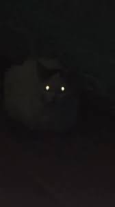 Animal eyes night vision 2 Object Detection Dataset and Pre-Trained ...