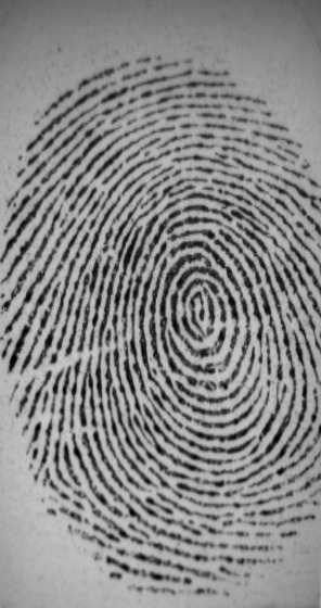 Fingerprint-classification Object Detection Model by driveer