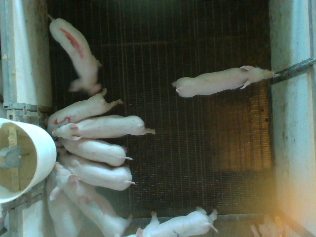 marked pigs Instance Segmentation Dataset by PIG