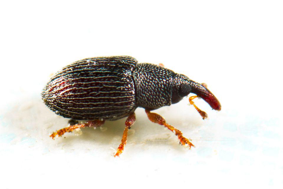 Real Time Pest Detection Object Detection Dataset And Pre Trained Model