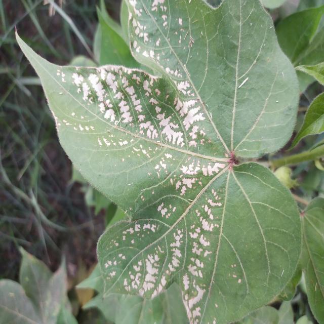 Cotton Disease Detection Object Detection Dataset By Maria