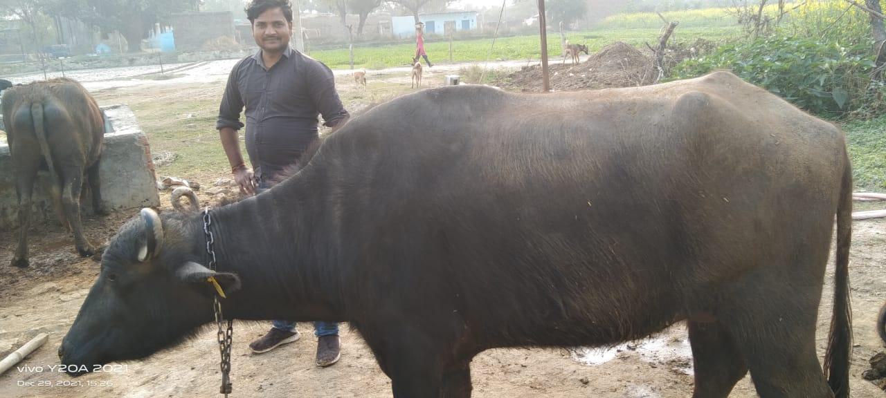 How to Use the live_cattle Instance Segmentation API