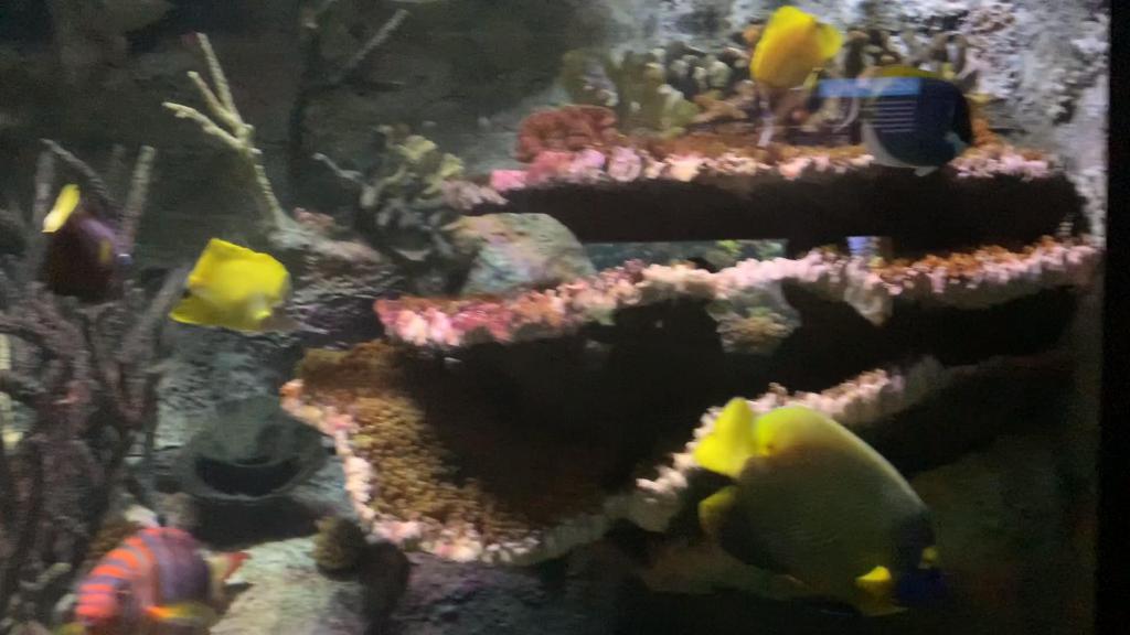 Underwater Object Detection Object Detection Dataset And Pre Trained
