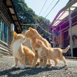 cat Object Detection Dataset by jason