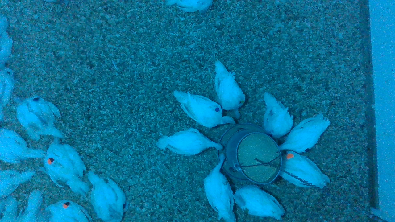 How to Use the Turkey Image Segmentation Instance Segmentation API