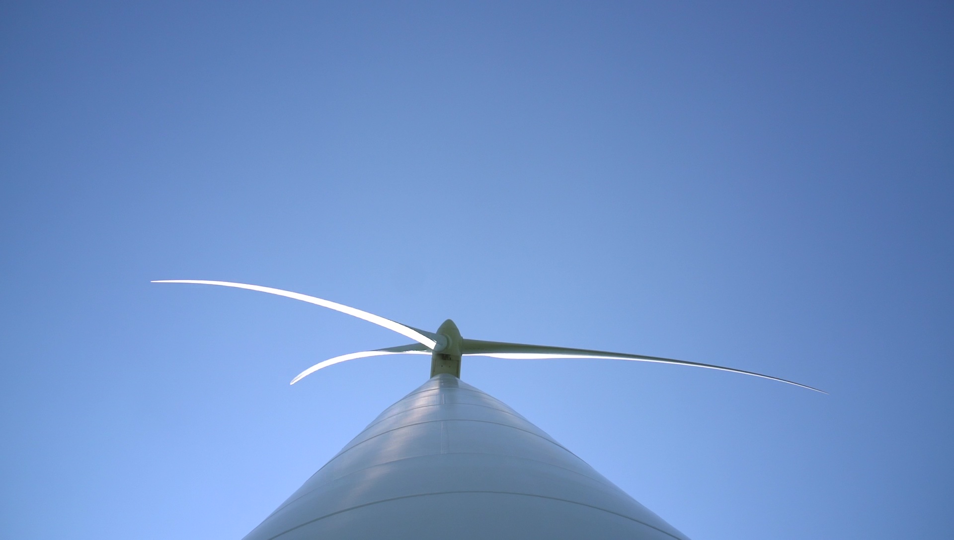 pales detection Object Detection Model by zak