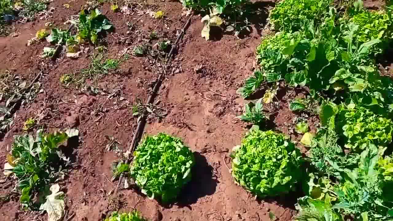 Lettuce Segmentation Instance Segmentation Dataset And Pre Trained Model By Ttk28 Modeling With