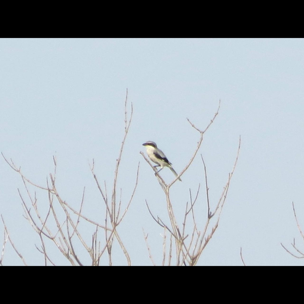 coco Object Detection Dataset by ml