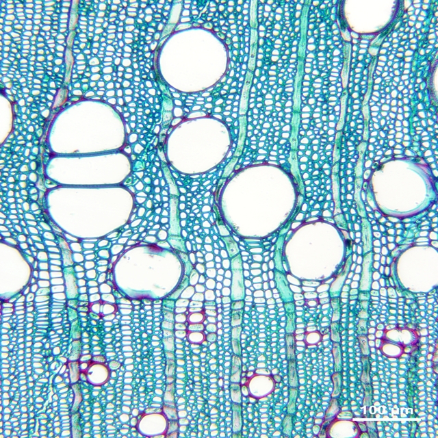 insidewood-bbox-classify-1 Object Detection Model by Chagas1