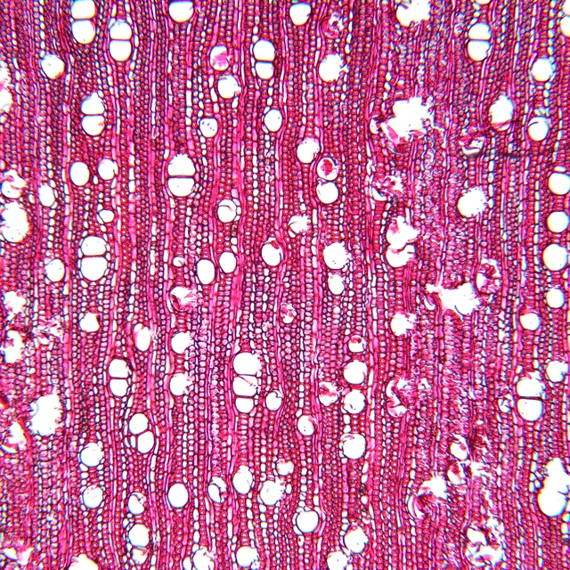 insidewood-bbox-classify-2 Object Detection Dataset and Pre-Trained ...